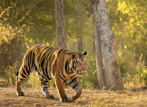 A Passion for Wildlife. 'The Realm of the Tiger' - Biggar Museum